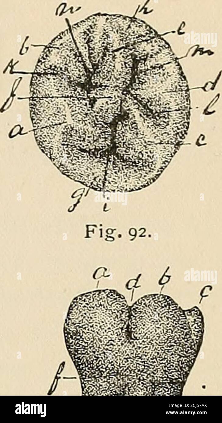 . Descriptive anatomy of the human teeth . FiST- 93- Fig. 94. Fig- 95 ...