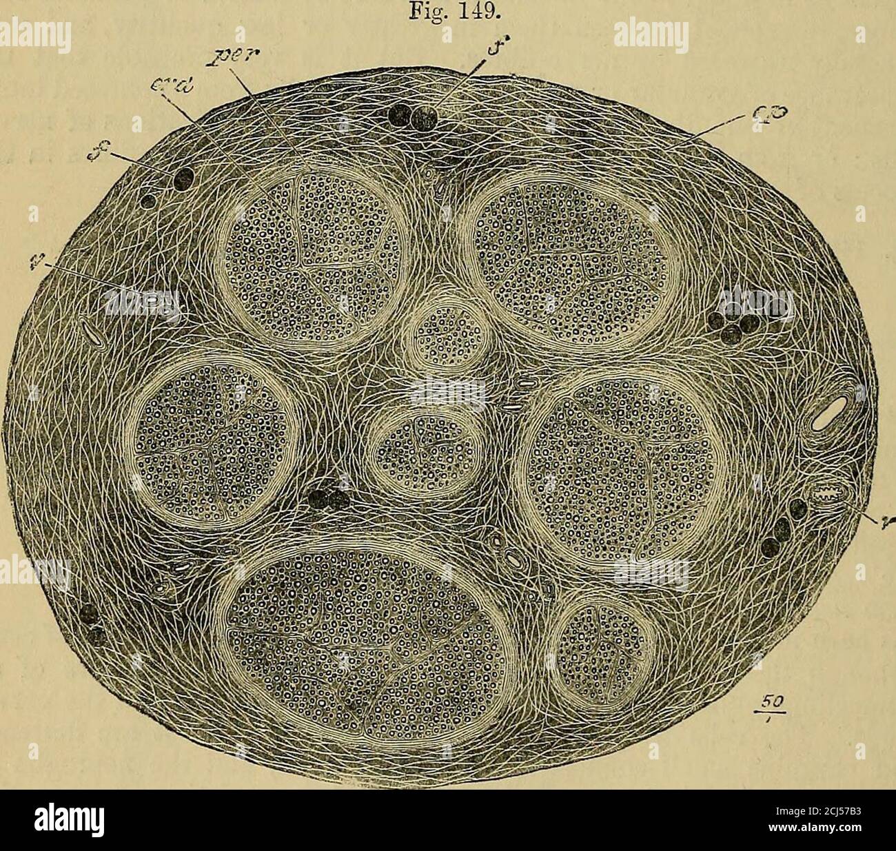 . Quain's elements of anatomy . 150 :srEB,Yous system. fine ...