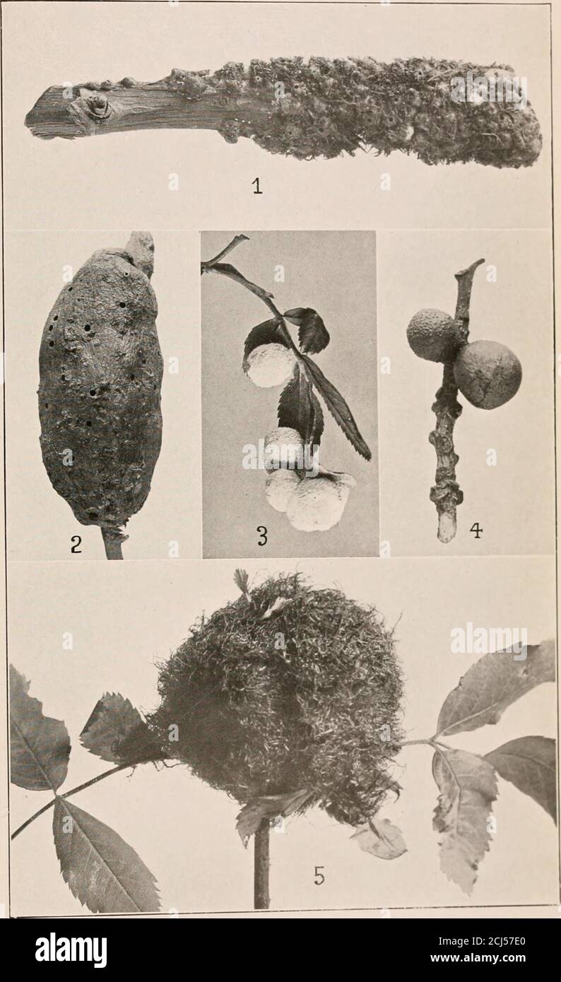 Mealy oak galls hi-res stock photography and images - Alamy