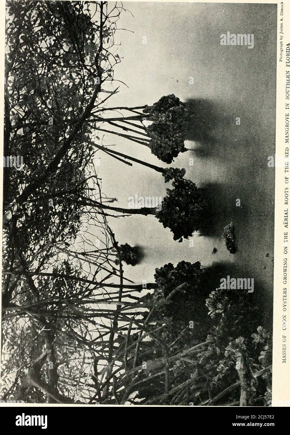 Oyster tongs hi-res stock photography and images - Alamy