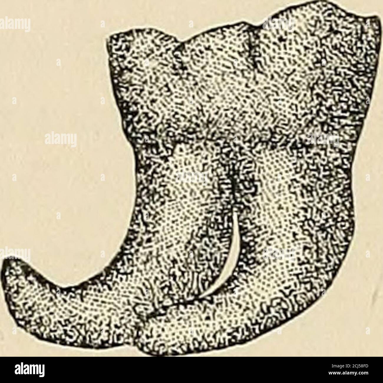 . Descriptive anatomy of the human teeth . Fig. 91 Stock Photo - Alamy
