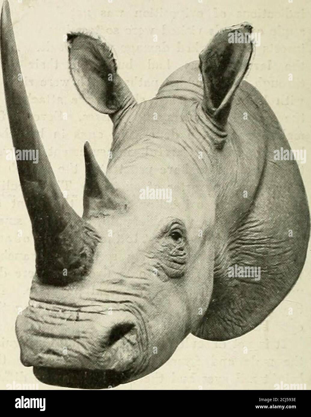 Theodore roosevelt rhinoceros hi-res stock photography and images - Alamy