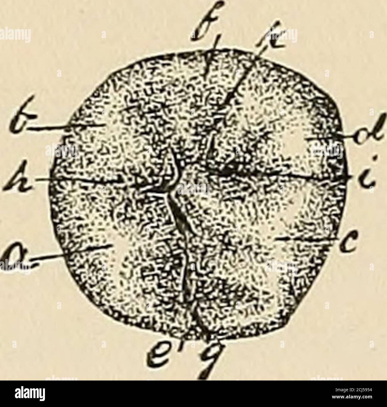 . Descriptive anatomy of the human teeth . Fig. 91 Stock Photo - Alamy