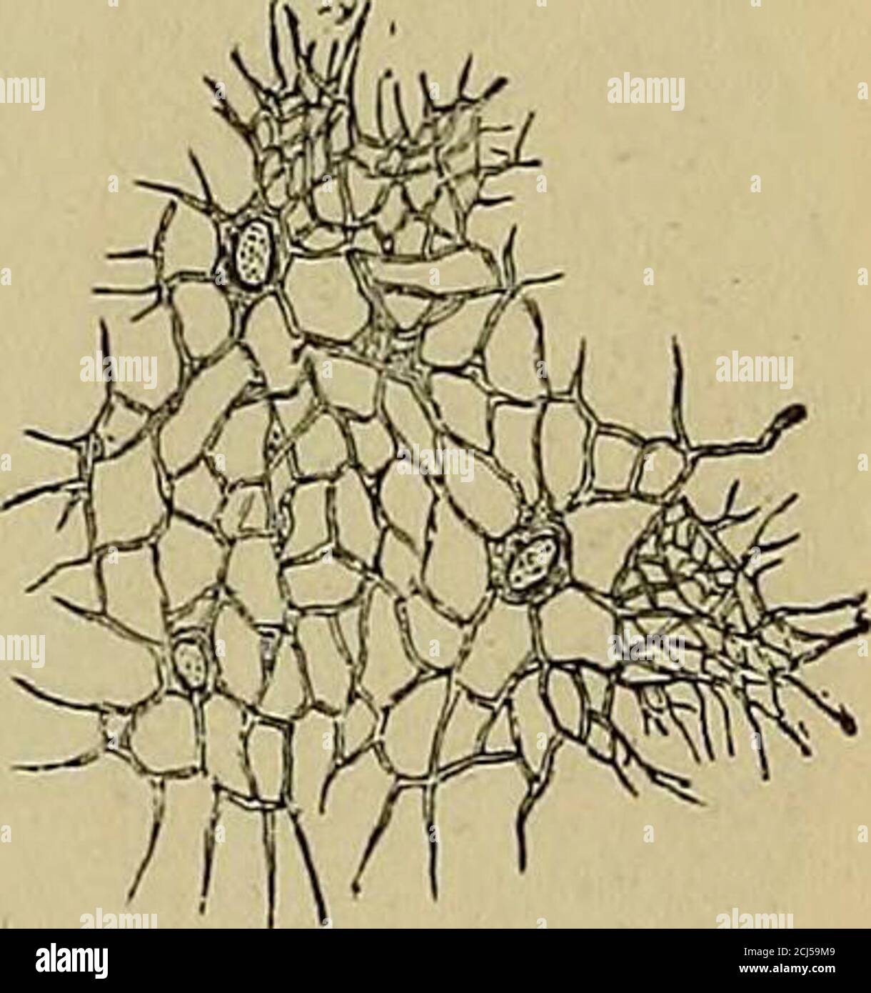 Anatomy connective tissue nerve hi-res stock photography and images - Alamy