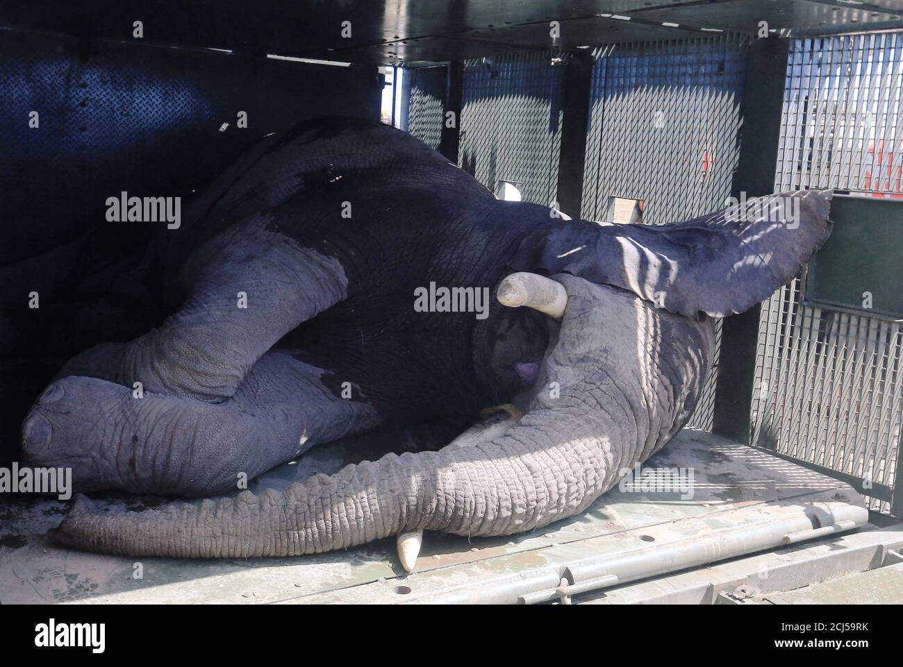 Translocation animal hi-res stock photography and images - Alamy