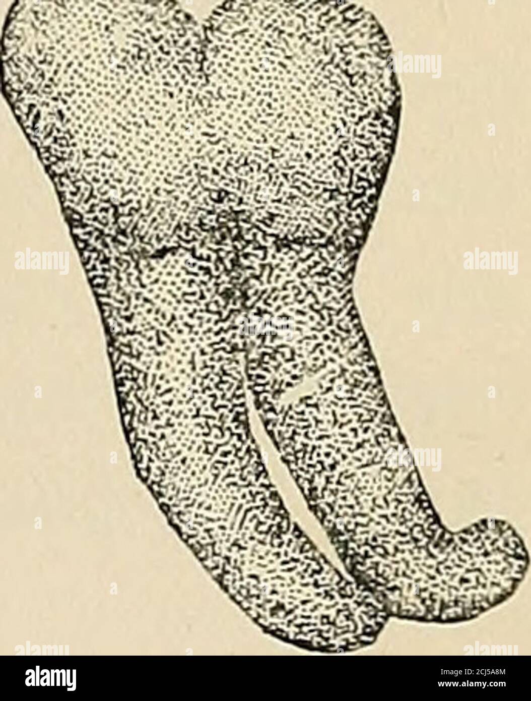 . Descriptive anatomy of the human teeth . Fig-. 86.. Fig. 89. /Sr— Fig ...