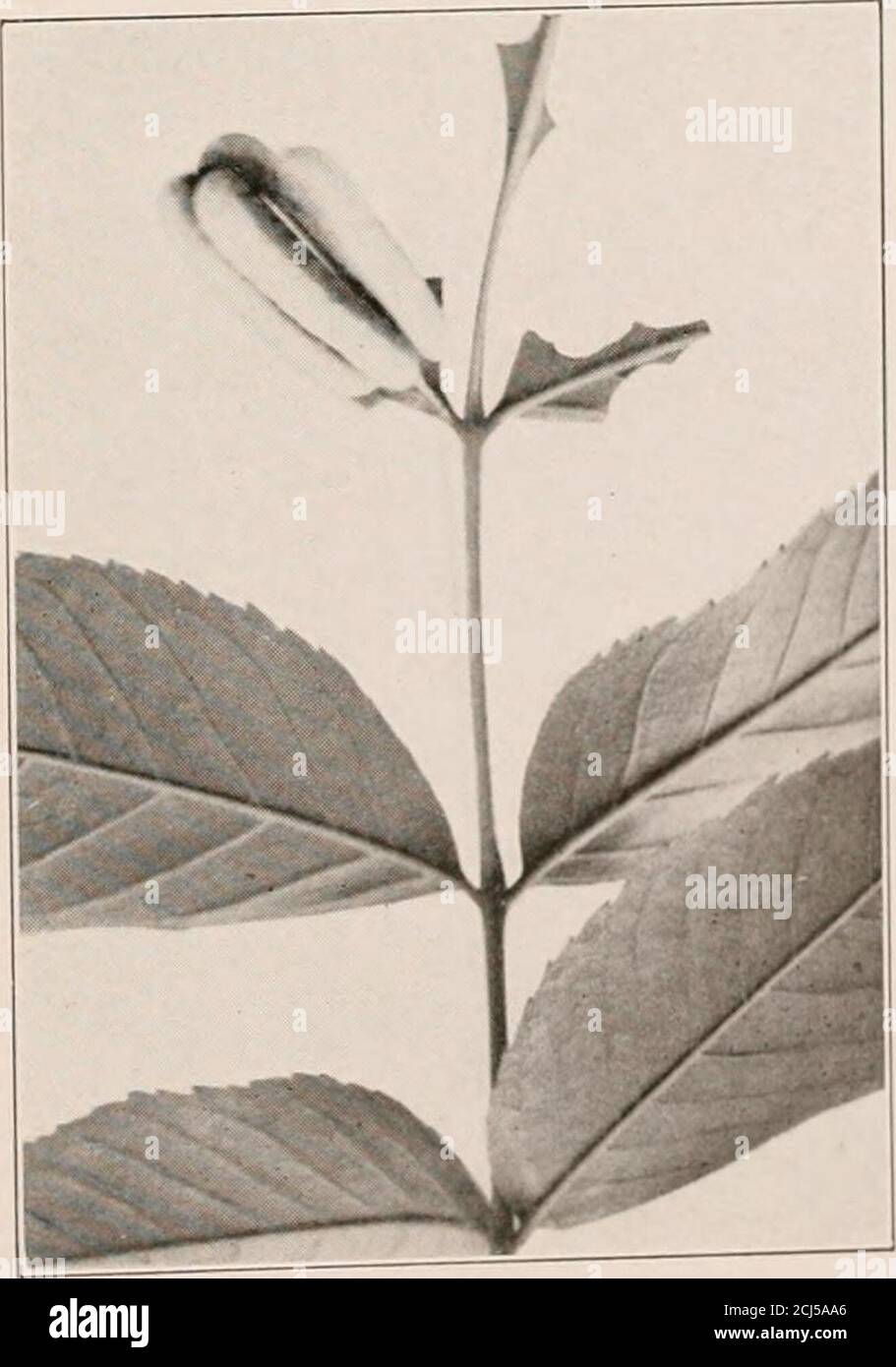 . Guide to the insects of Connecticut Stock Photo - Alamy