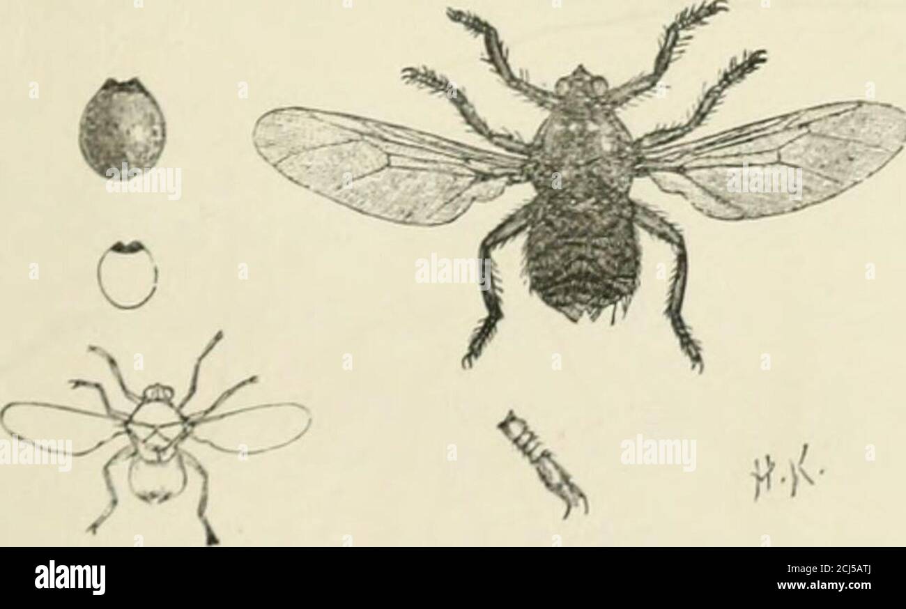 . A manual of injurious insects with methods of prevention and remedy ...