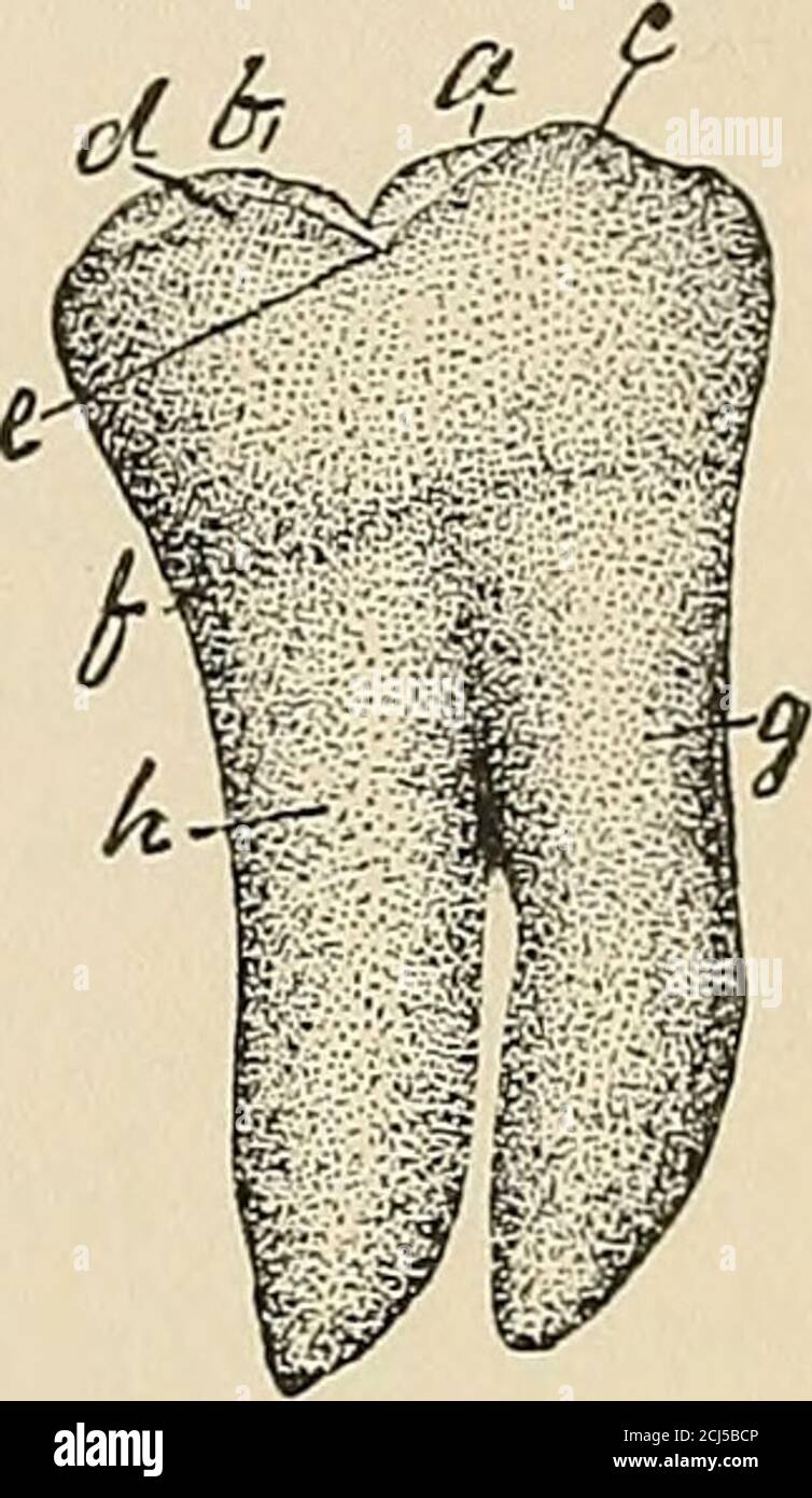 . Descriptive anatomy of the human teeth . Fig-. 86 Stock Photo - Alamy