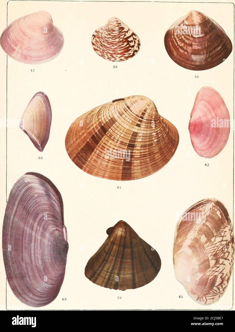 . The shell book . with flat,round, transparent valves, but as it grows ...