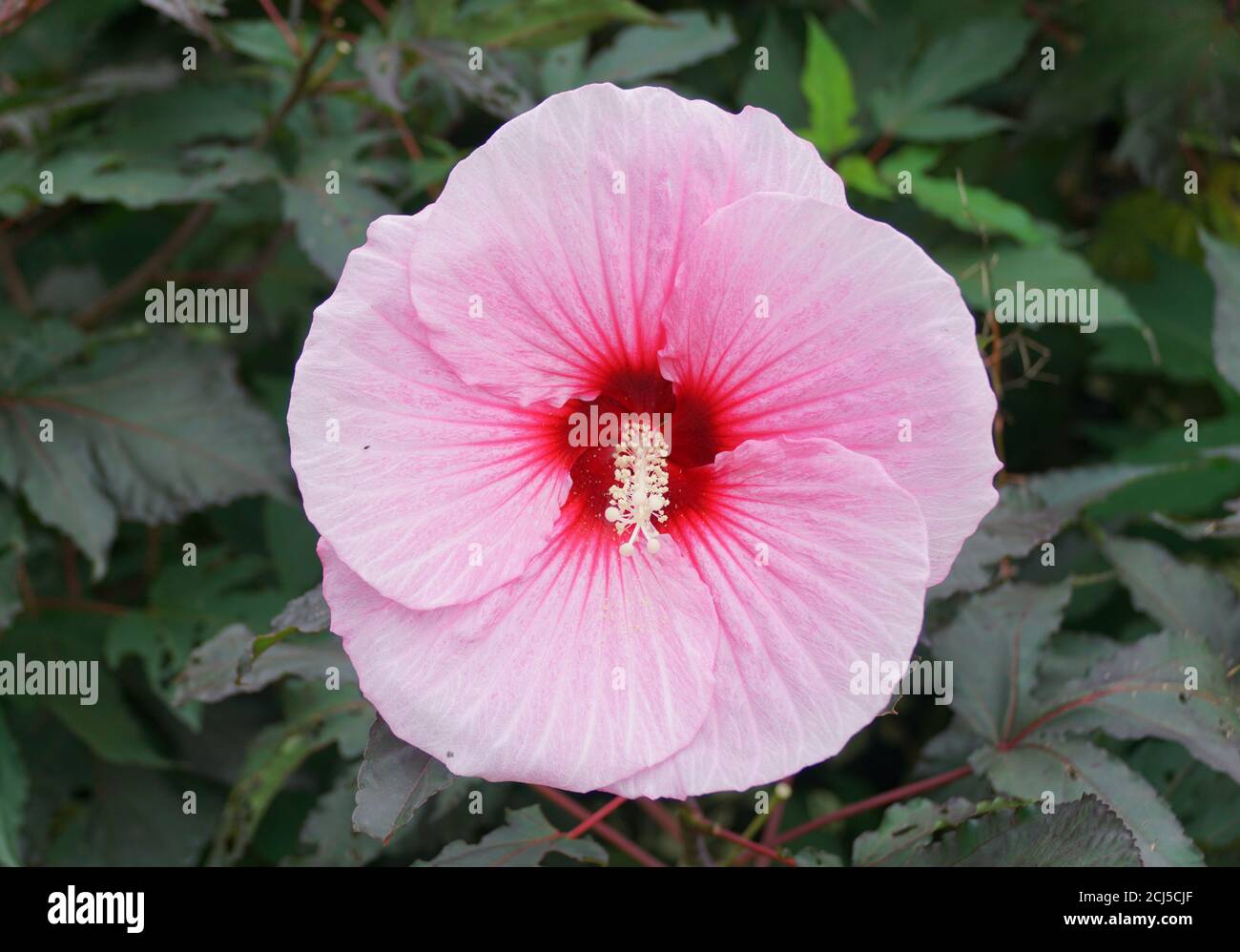 Pink hibiscus in full bloom hi-res stock photography and images - Alamy