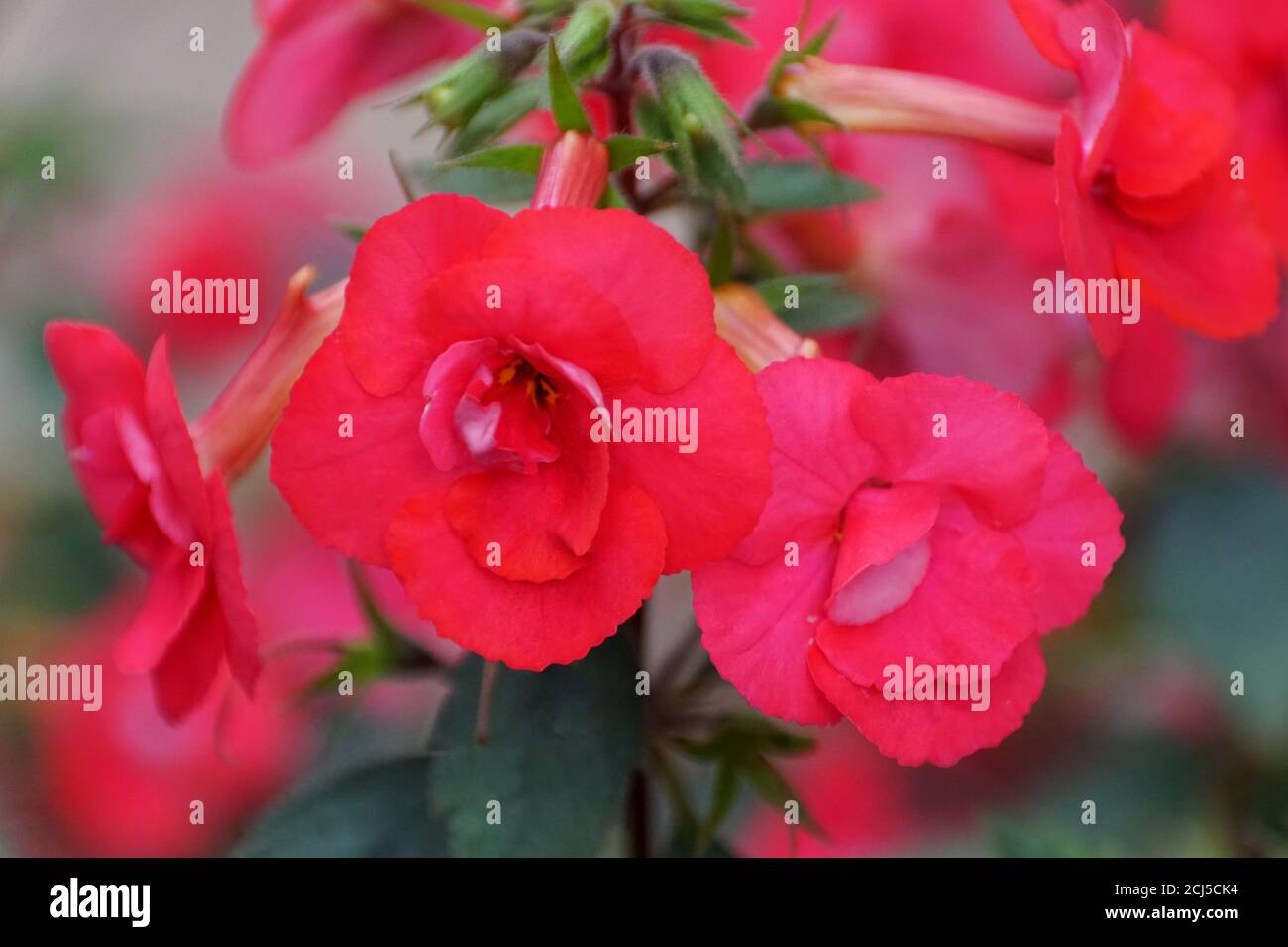 Hot water plant hi-res stock photography and images - Alamy