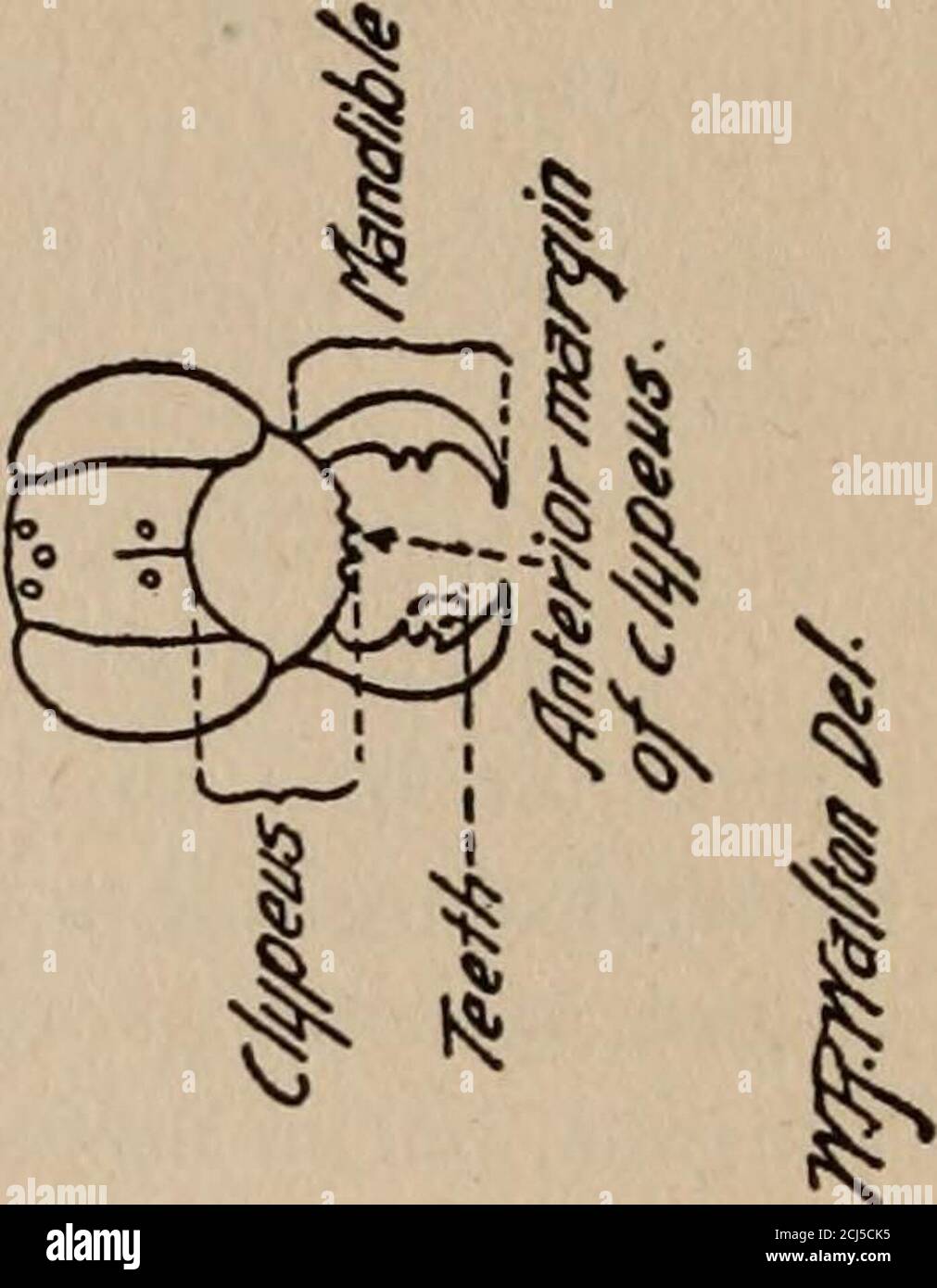 . Guide to the insects of Connecticut . € f b i^. § .3 s^ Stock Photo ...