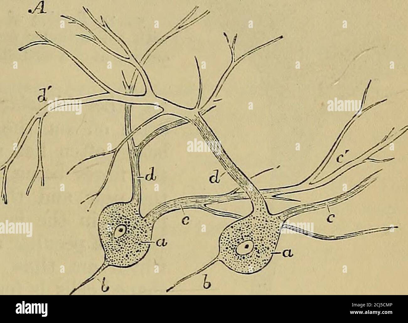 Nerve cell from spinal cord hi-res stock photography and images - Alamy