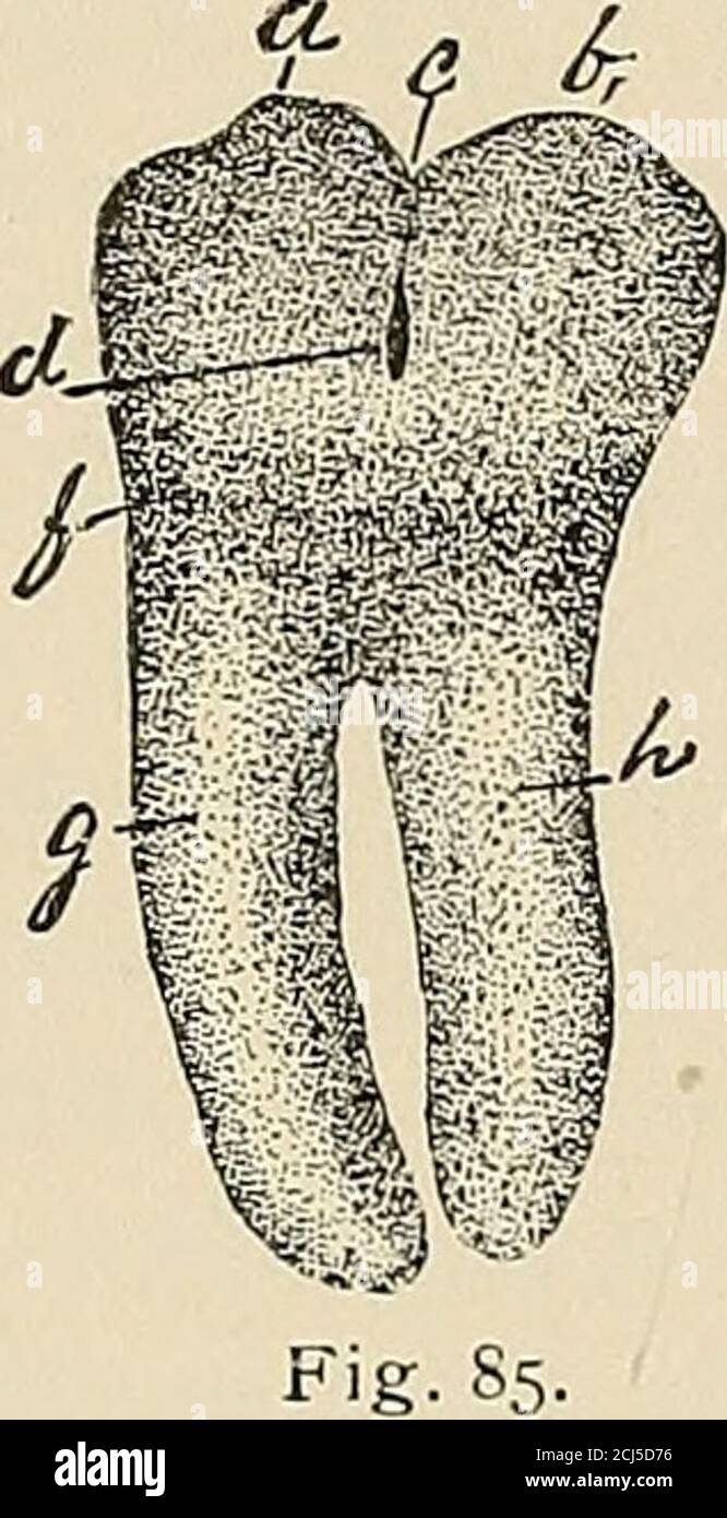 . Descriptive anatomy of the human teeth . Fig. 87 Stock Photo - Alamy
