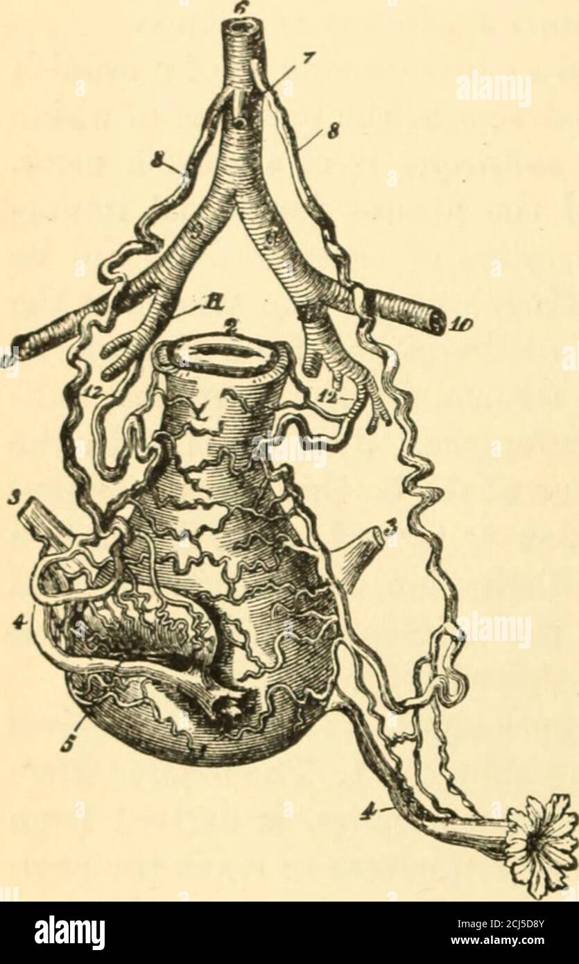 Dichoto hi-res stock photography and images - Alamy