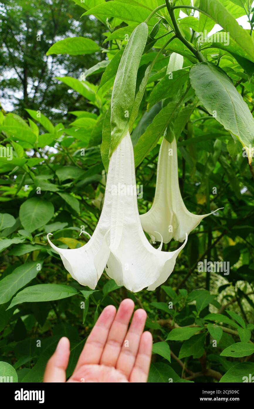 Angel's trumpet flower hi-res stock photography and images - Alamy