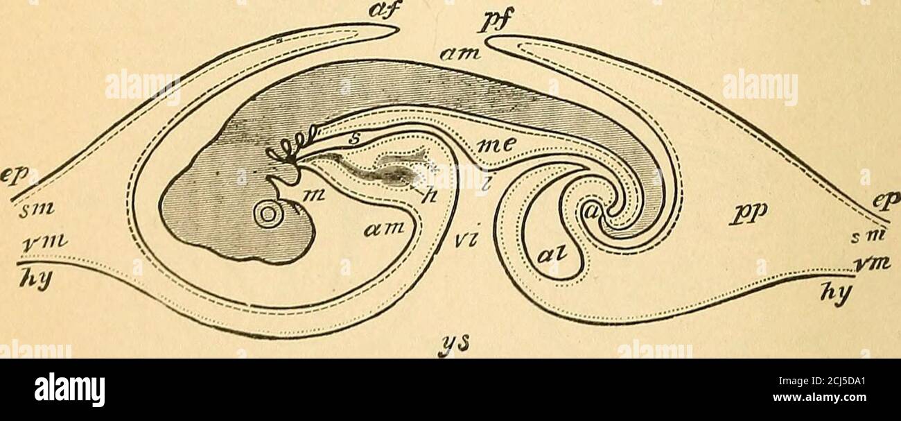Amniotic folds hi-res stock photography and images - Alamy