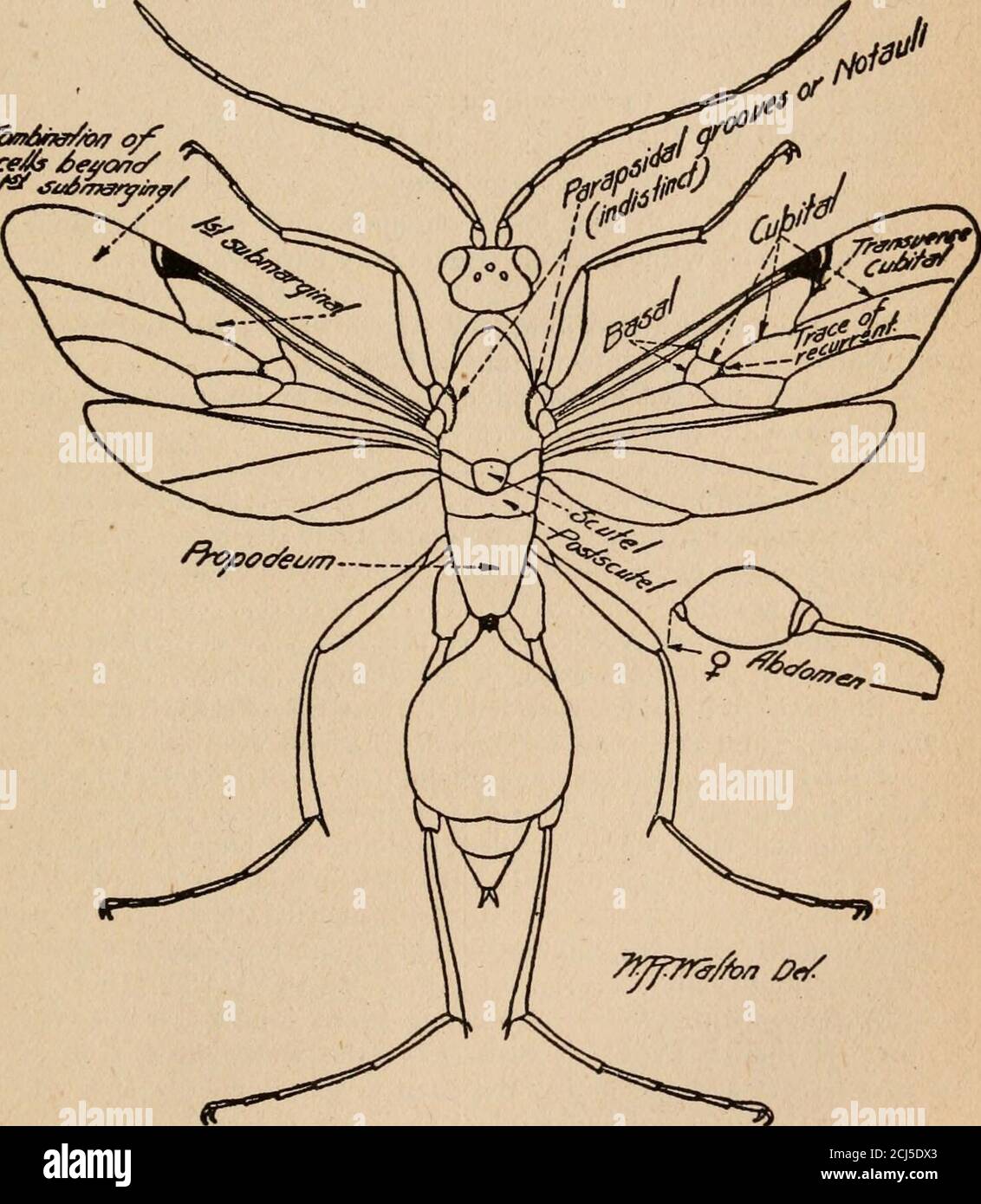 Curved spurs hi-res stock photography and images - Alamy