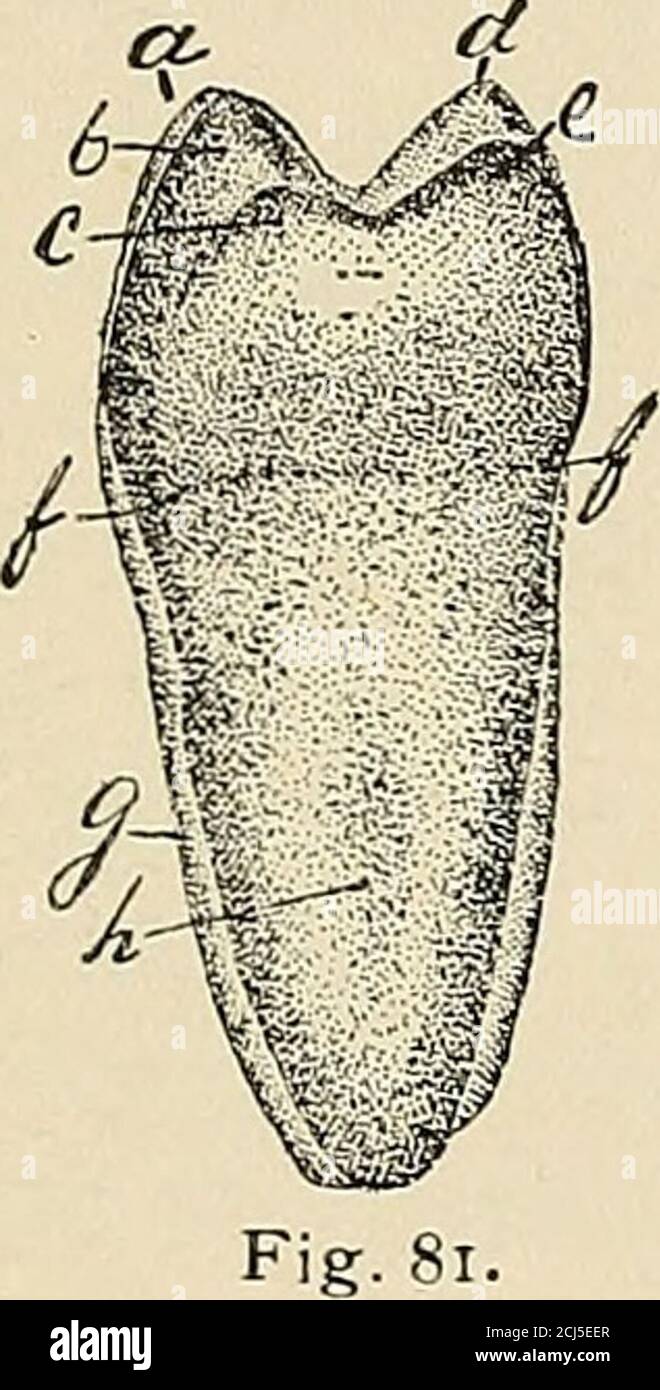 . Descriptive anatomy of the human teeth . Fig. 78. Fig. 79. Fig. 80 ...