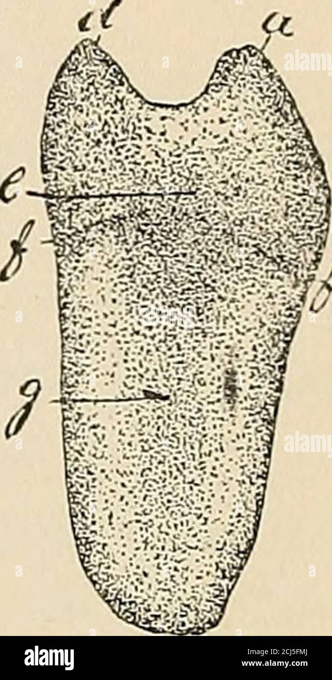 . Descriptive anatomy of the human teeth . Fig. 78. Fig. 79. Fig. 80 ...