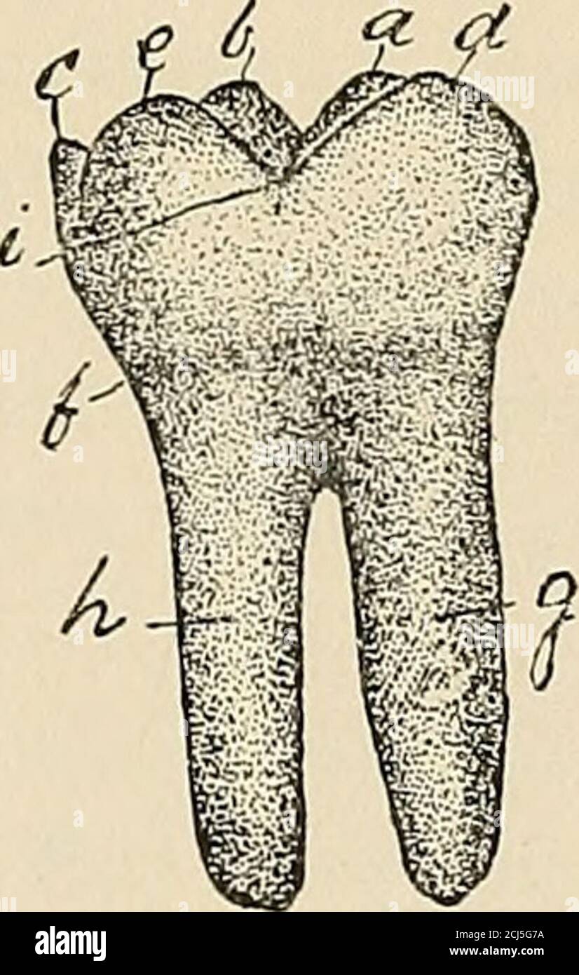 . Descriptive anatomy of the human teeth Stock Photo - Alamy