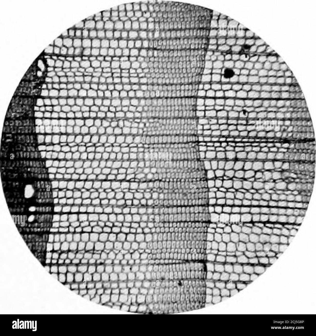 . Wood and forest . Radial Section,life size.. Cross-section,n]agnified ...