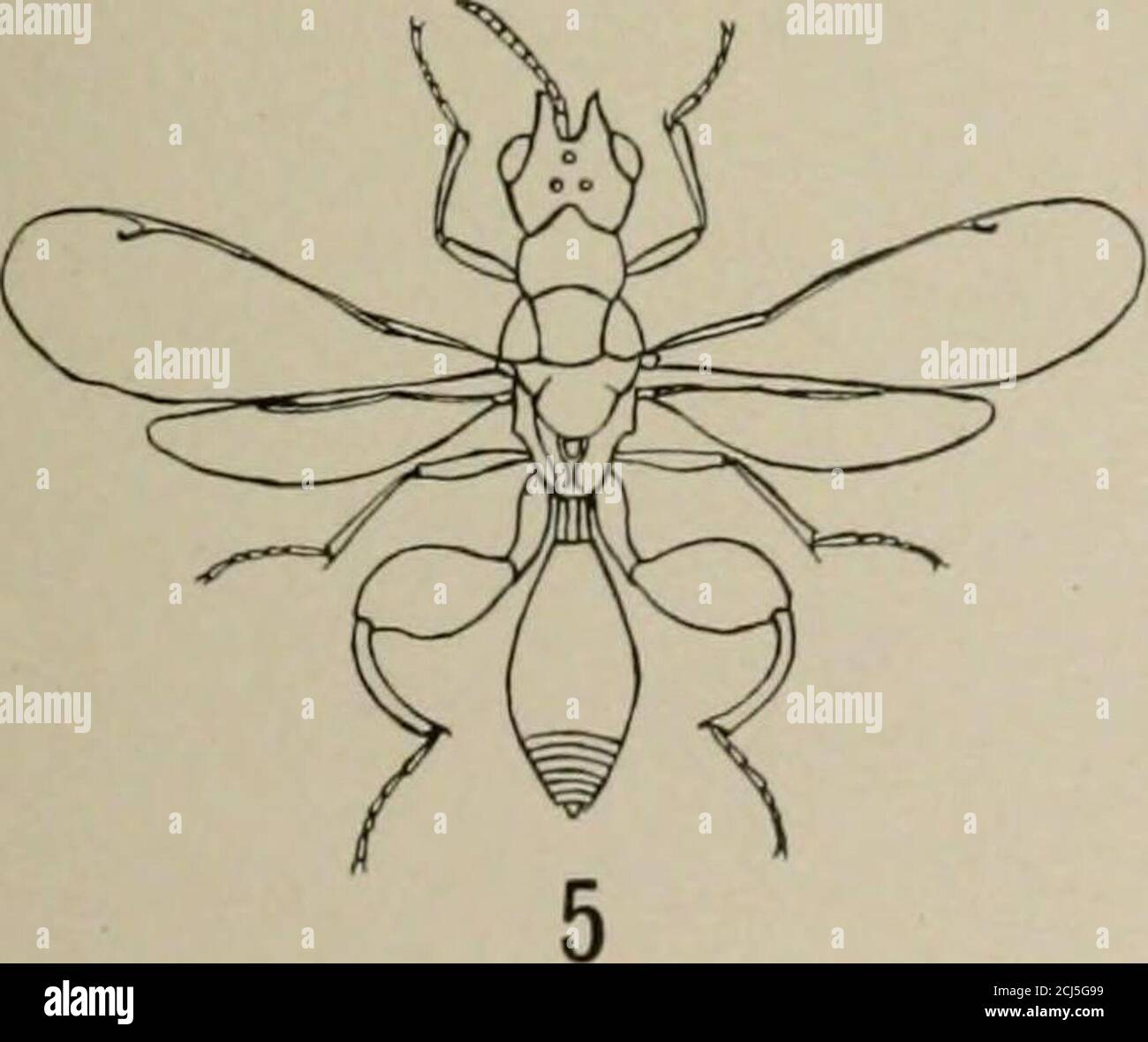 . Classification of the chalcid flies : or the superfamily Chalcidoidea ...
