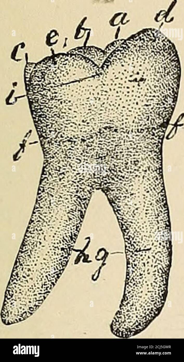 . Descriptive anatomy of the human teeth . al margin is deeply concave ...
