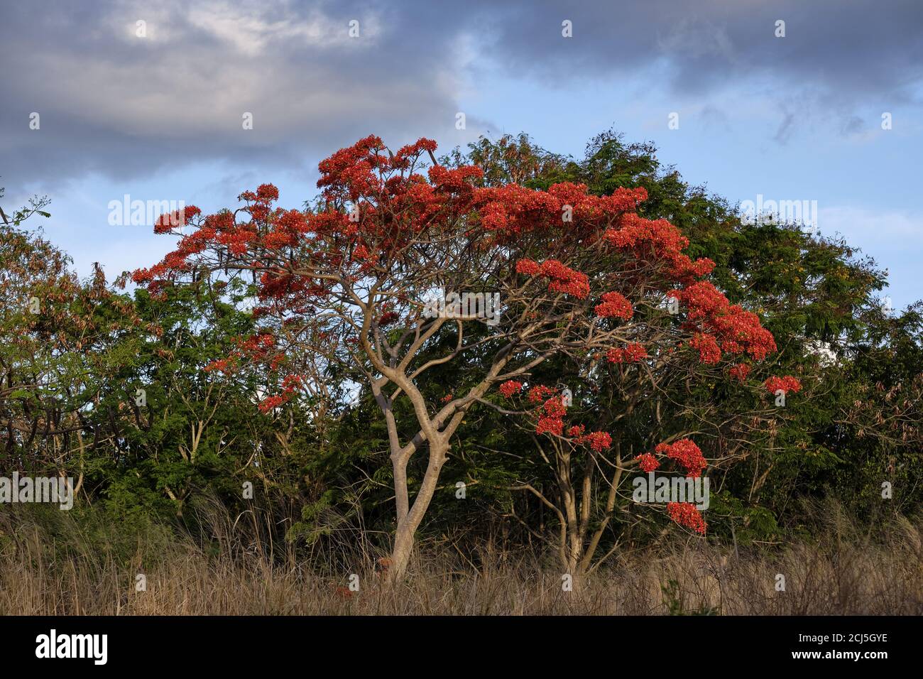 Closeup of blooming Delonix Regia tree Stock Photo - Alamy