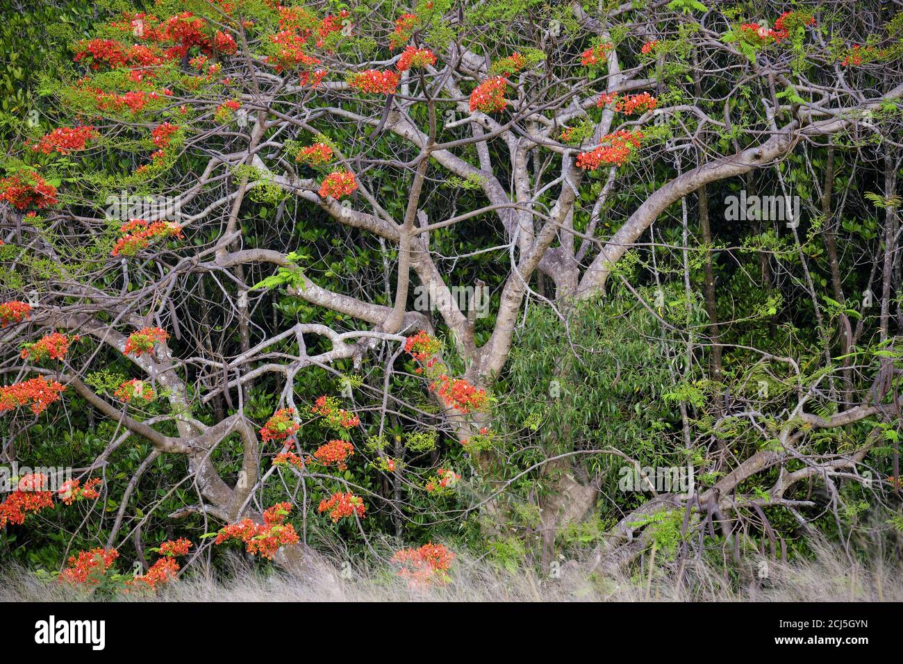Closeup of blooming Delonix tree Stock Photo - Alamy