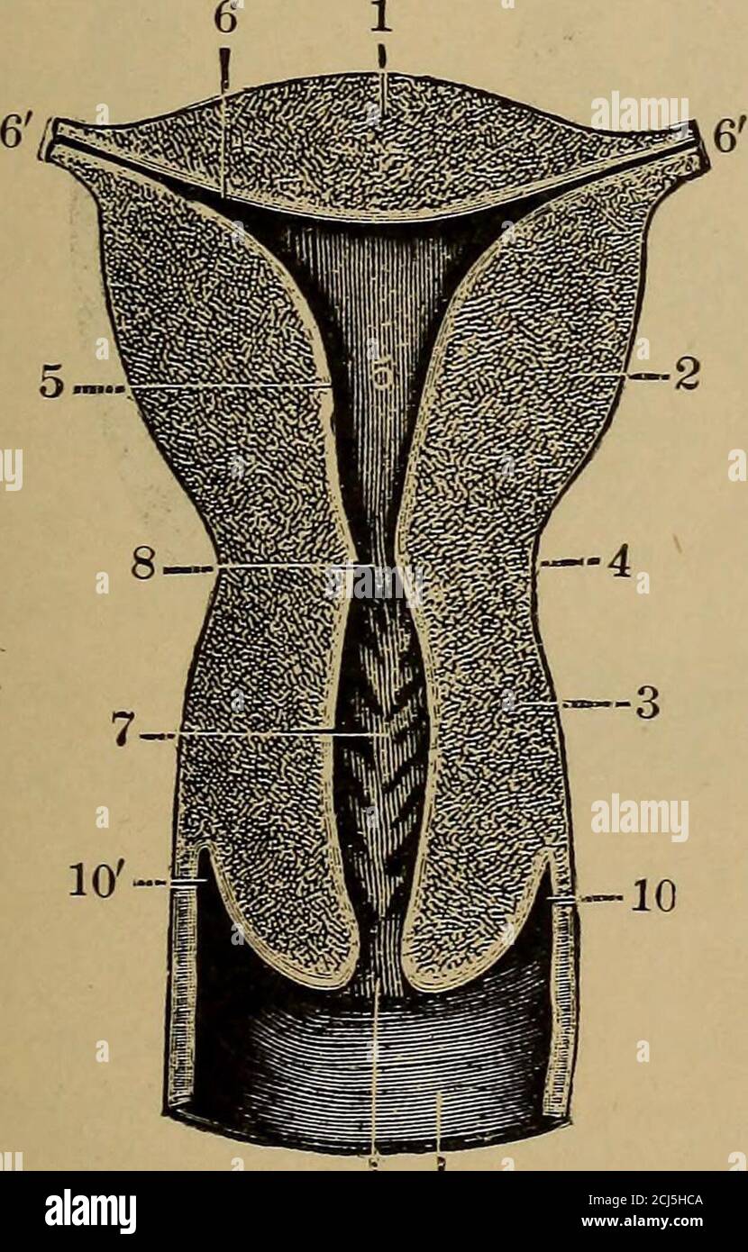 . The diagnosis of diseases of women . Internal iliac artery.External ...