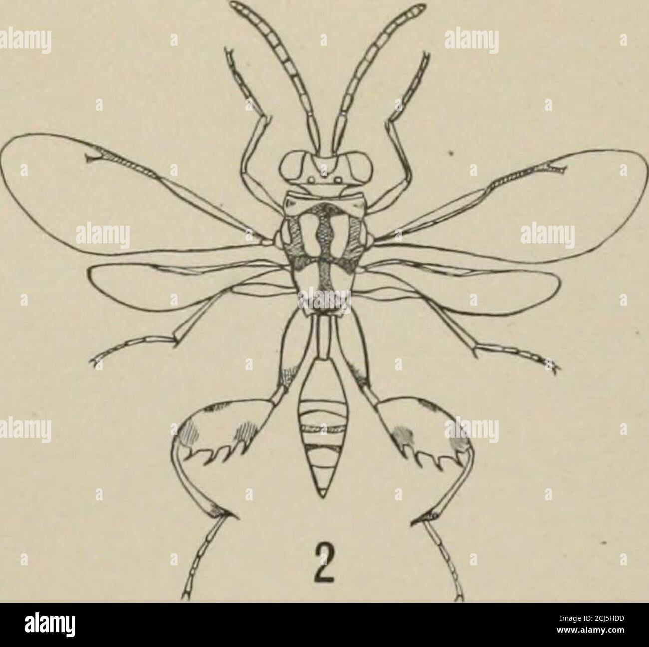 . Classification of the chalcid flies : or the superfamily Chalcidoidea ...