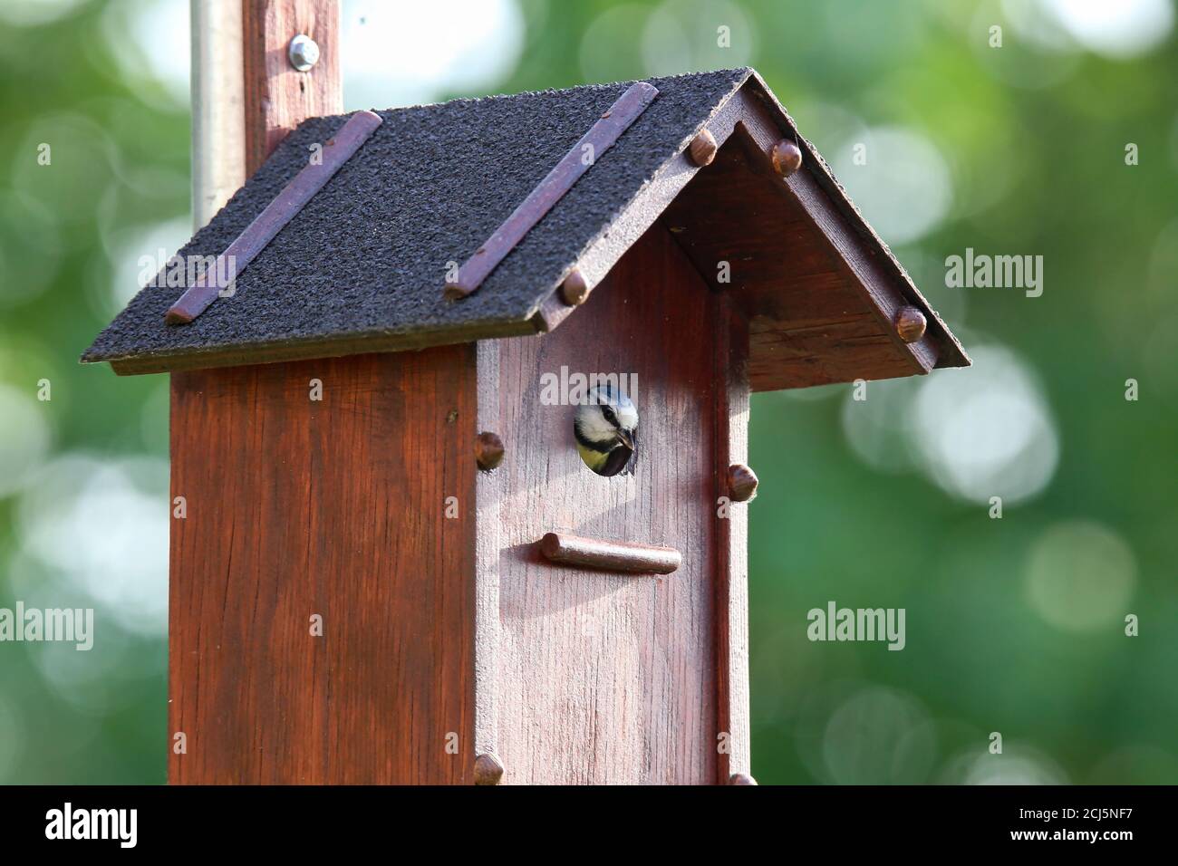 Colourful bird in the wooden bird box Stock Photo - Alamy