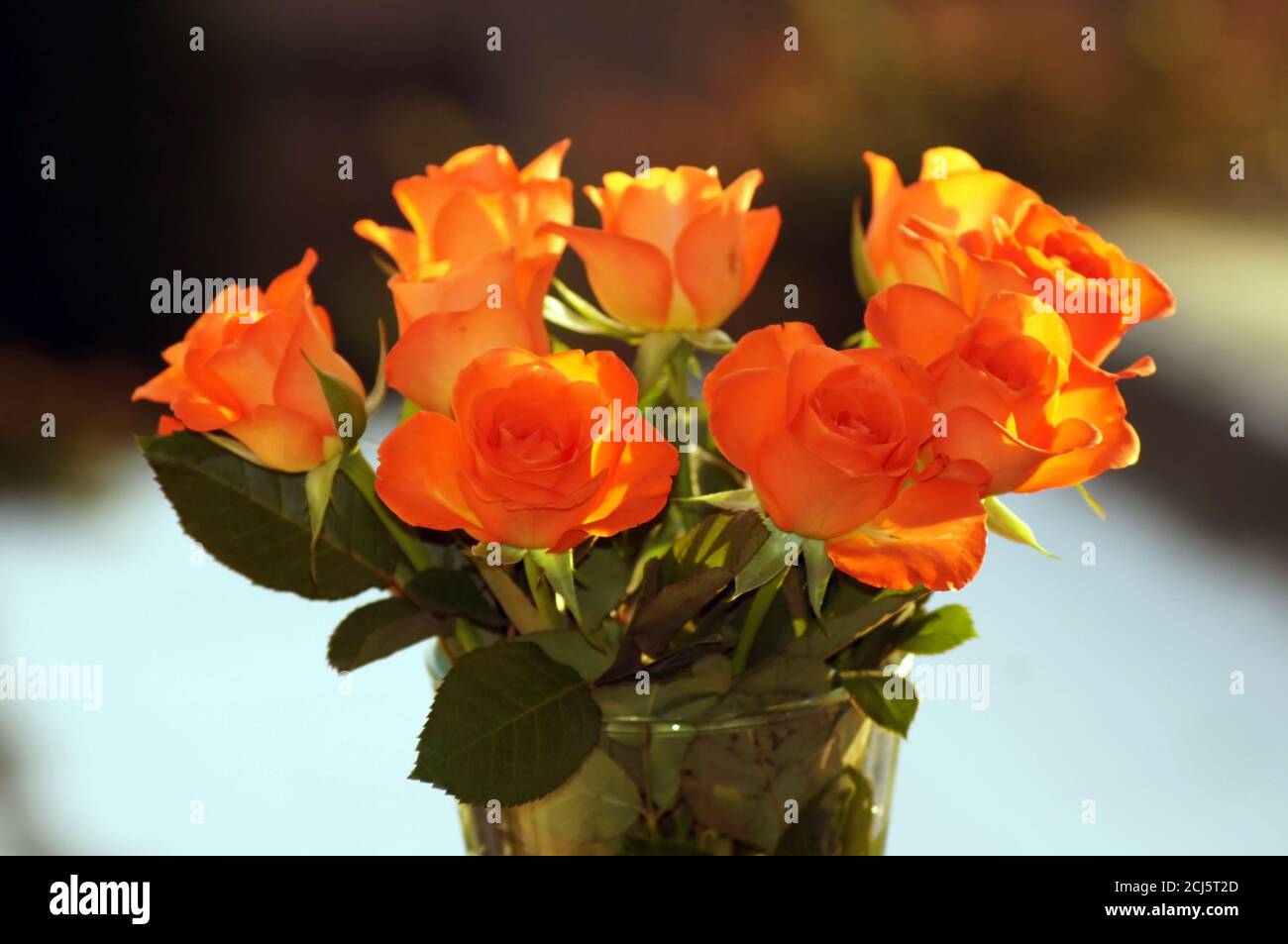 Beautiful Orange Rose Wallpaper