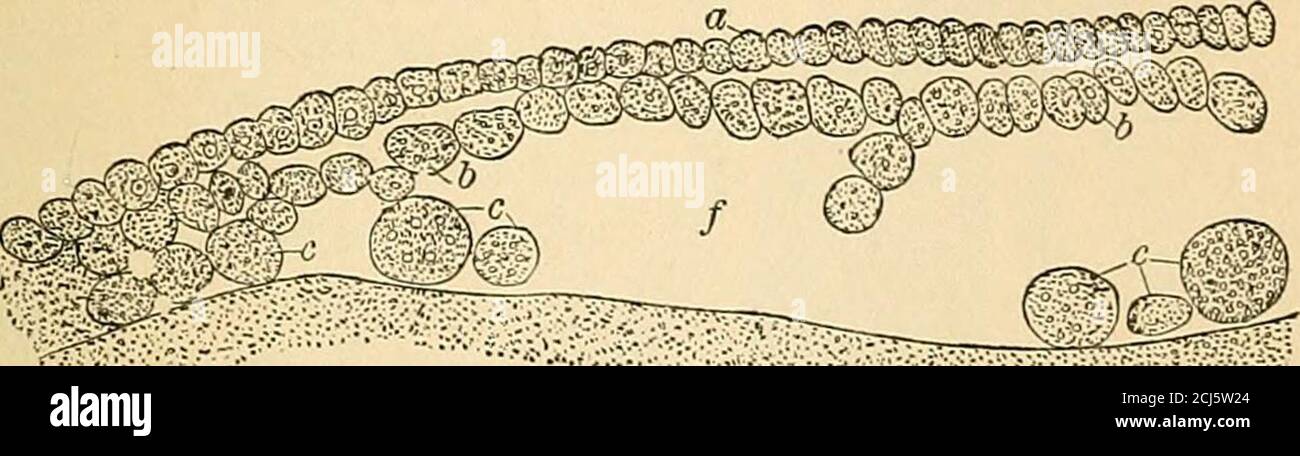 . A text-book of comparative physiology for students and practitioners ...