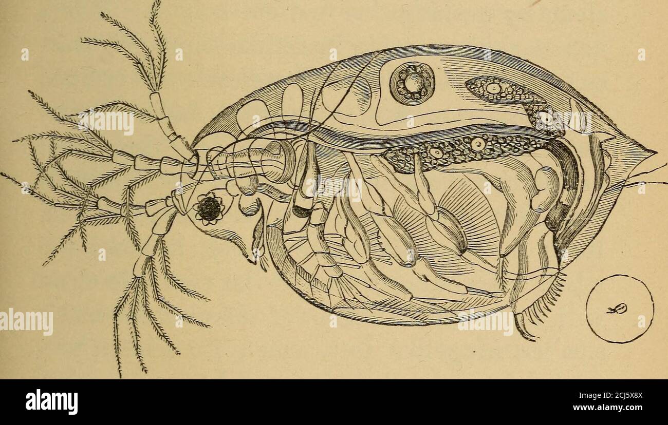 . In brook and bayou; or, Life in the still waters . nth somite, in ...