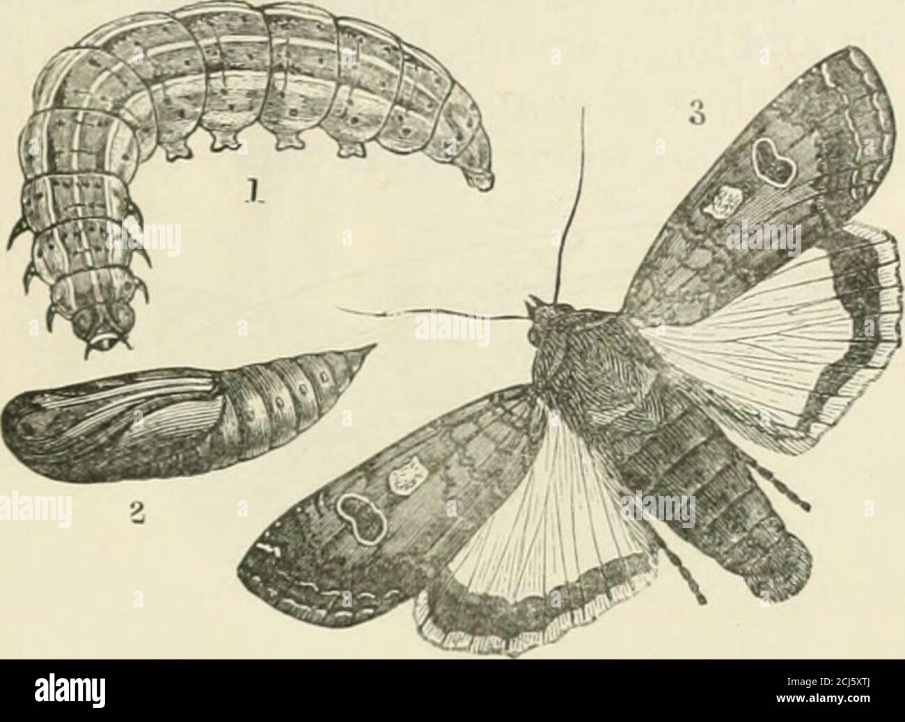 Four scale covered wings hi-res stock photography and images - Alamy