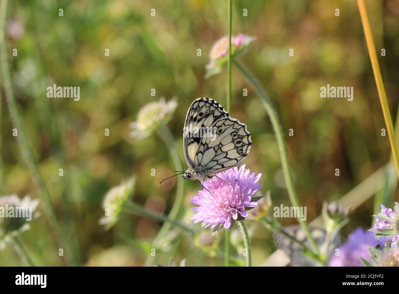 Closeup of a butterfly sitting on a flower Stock Photo - Alamy