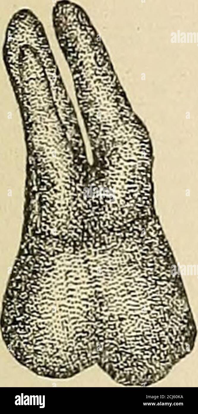 . Descriptive anatomy of the human teeth . Fig. 65. ^ Stock Photo - Alamy