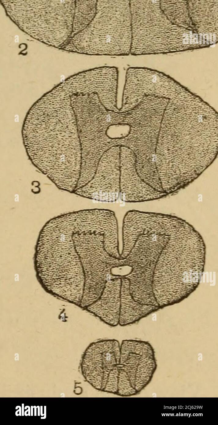 Horse brain anatomy hi-res stock photography and images - Alamy