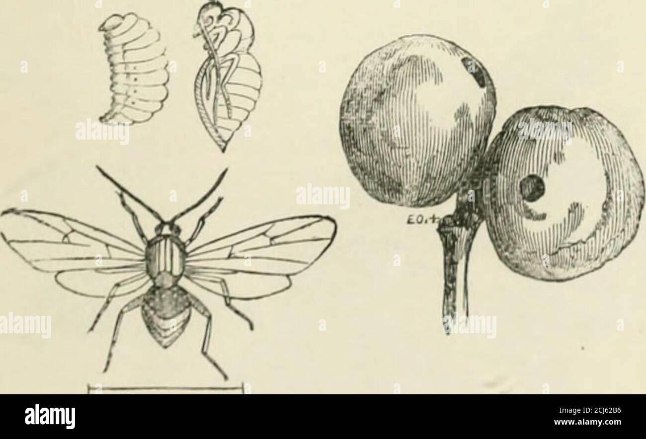 . A manual of injurious insects with methods of prevention and remedy ...