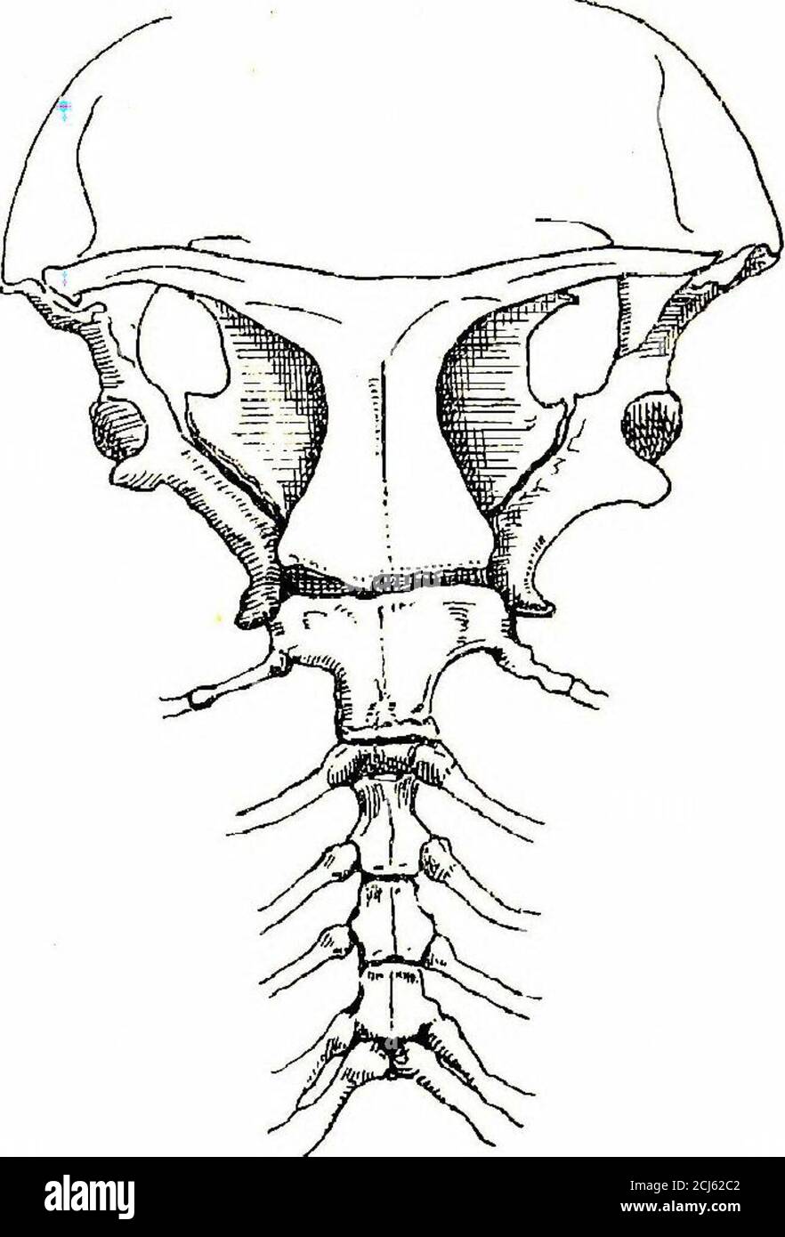. The human sternum. Three lectures delivered at the Royal college of ...