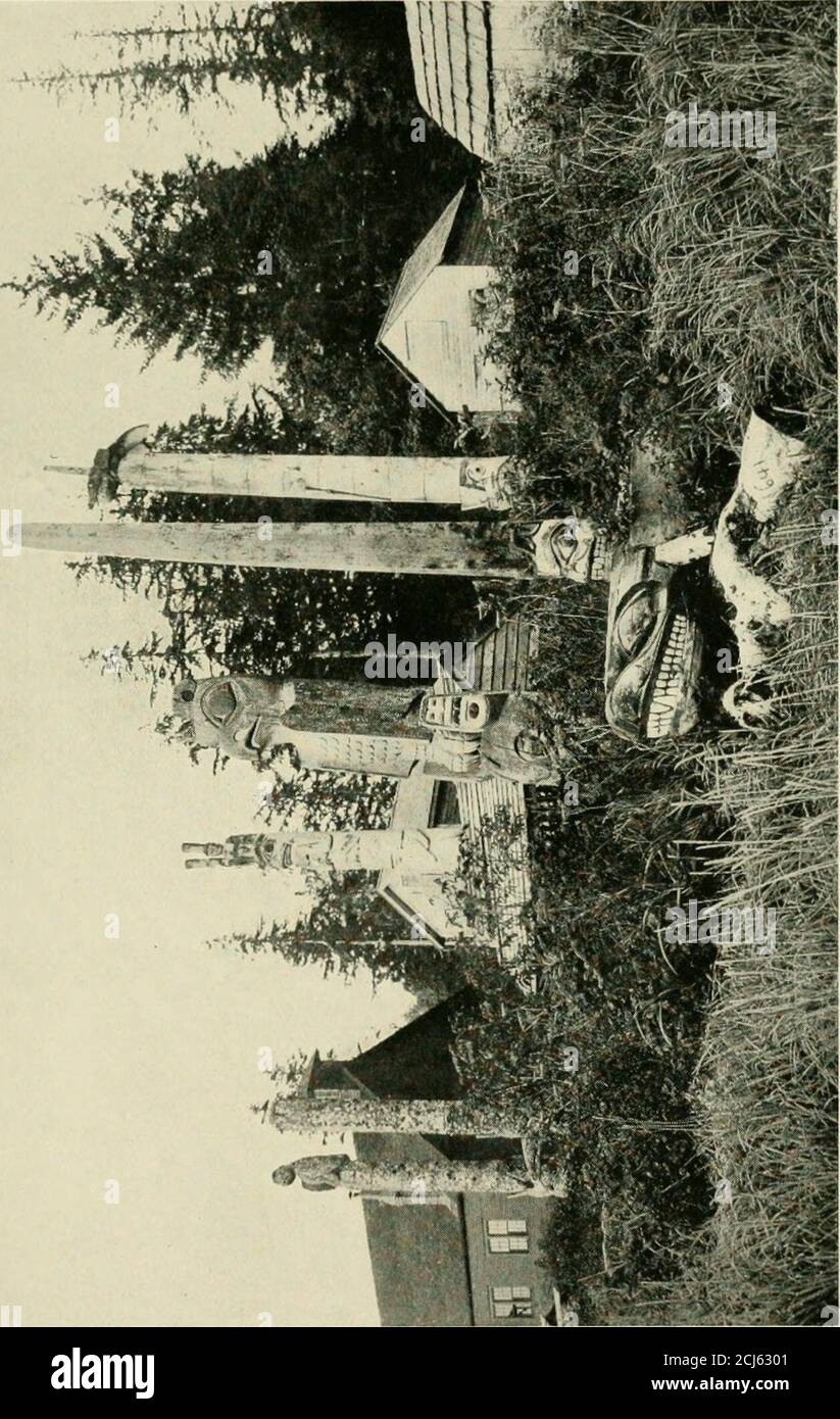 Descended from the wolf hi-res stock photography and images - Alamy