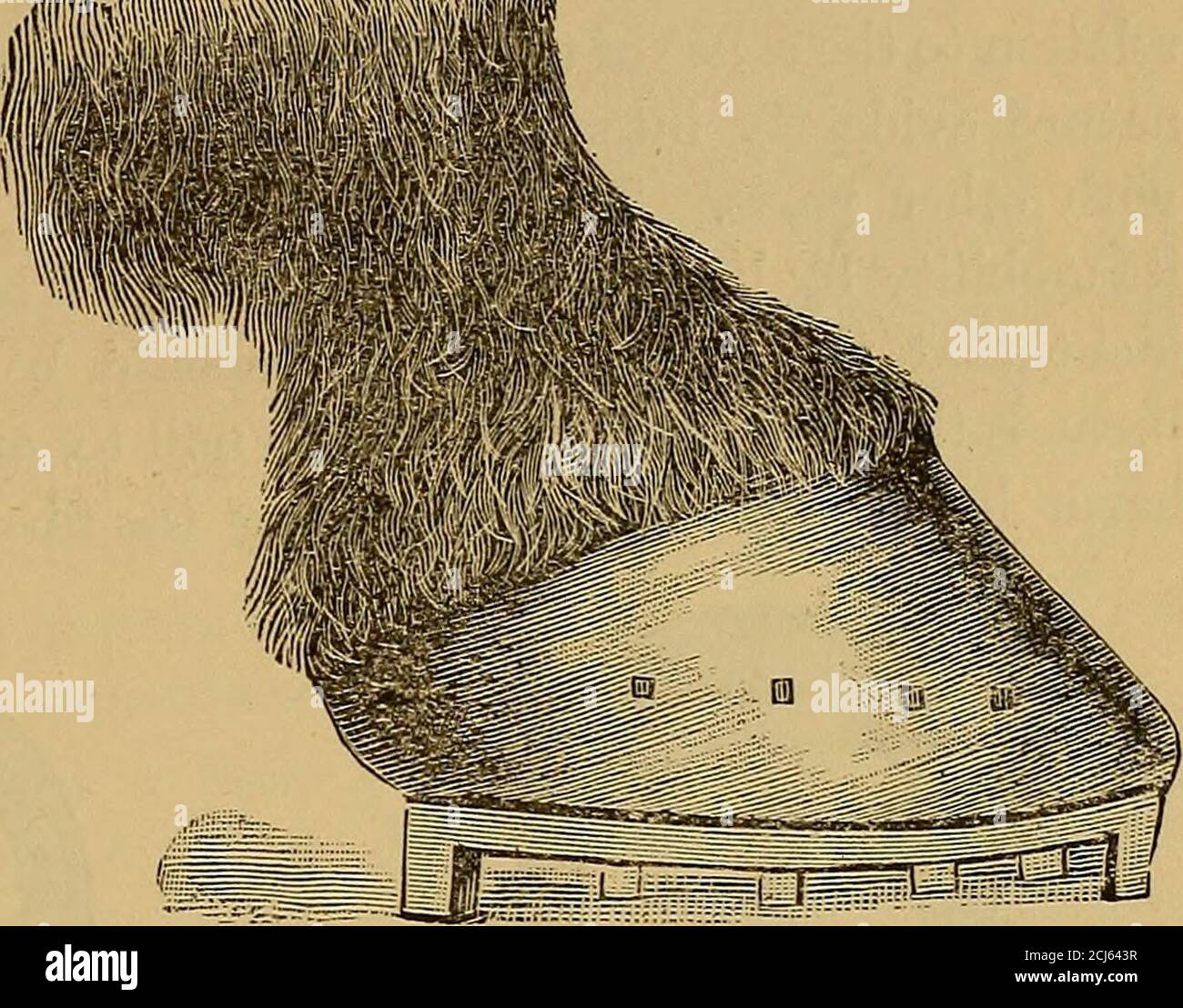 . The art of taming and educating the horse .. . Fig. 479.—French shoe ...