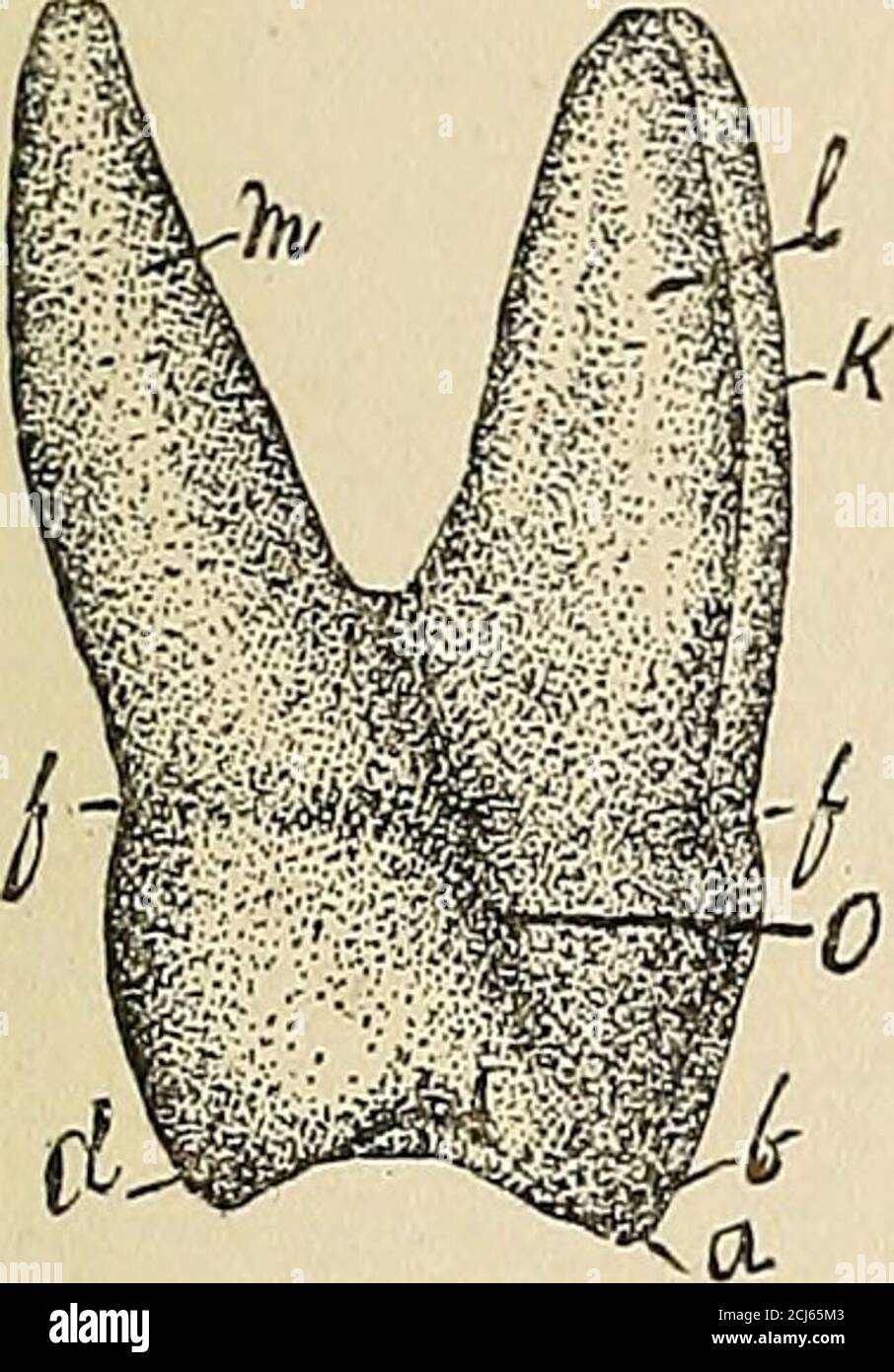 . Descriptive anatomy of the human teeth . uccalsurface. This groove ...