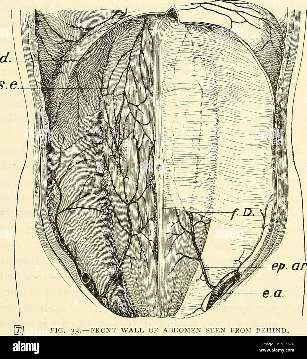 Ligament laxity hi-res stock photography and images - Alamy
