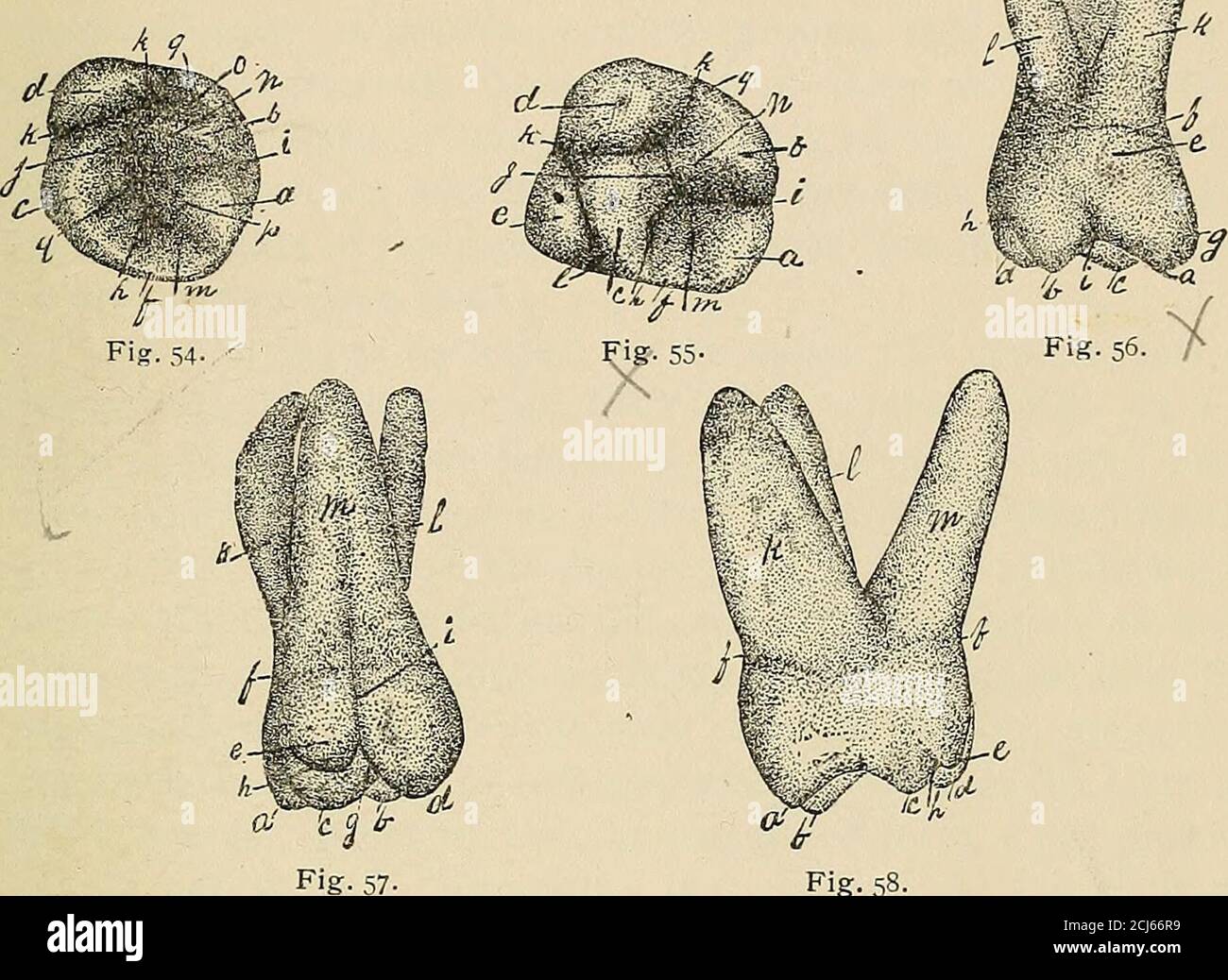 . Descriptive anatomy of the human teeth . ce; and the distal (j ...