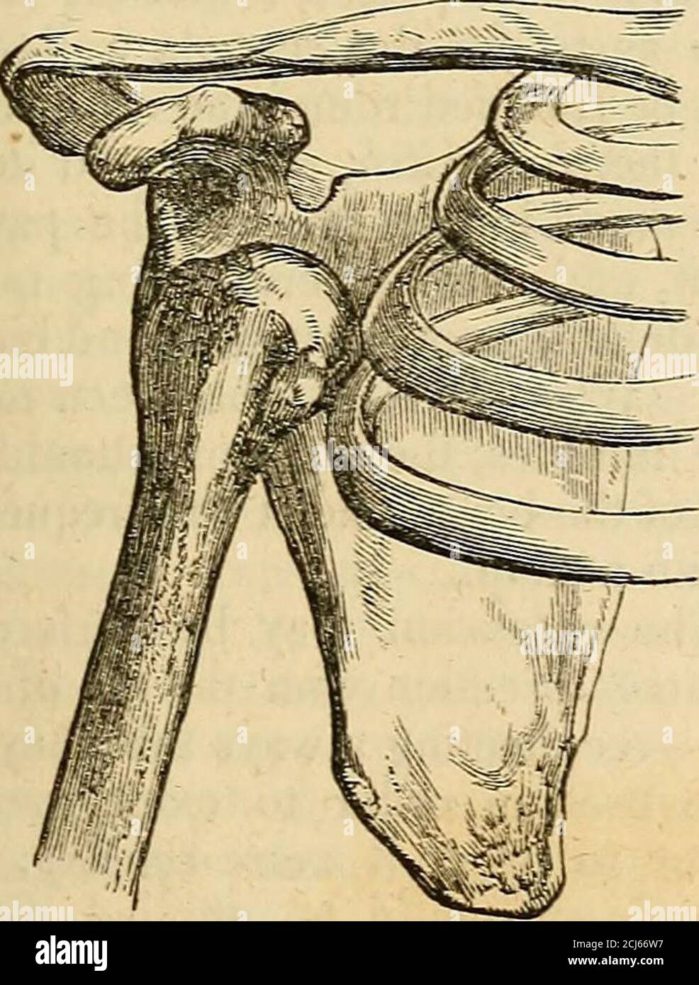 . The principles and practice of modern surgery . ated upwards on ...