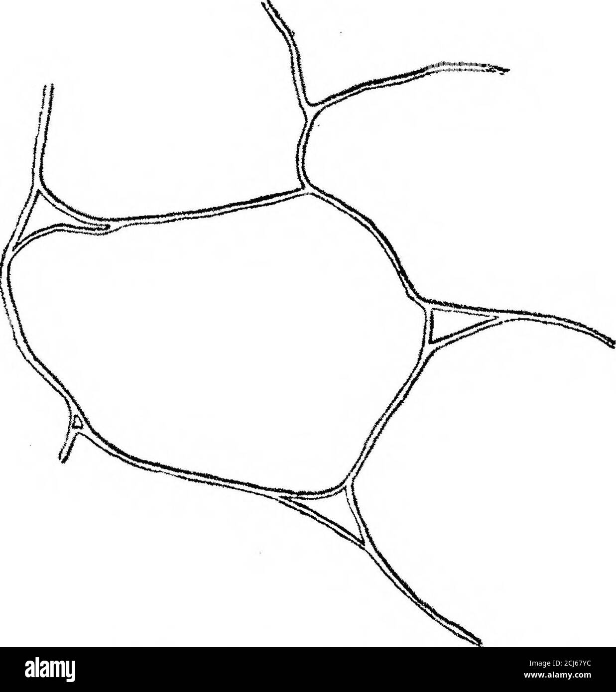 Old turnips Cut Out Stock Images & Pictures - Alamy